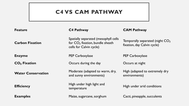 C4 Plants and CAM Pathways in the Plants | PPTX