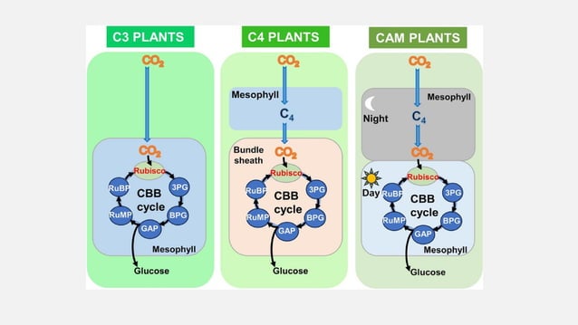 C4 Plants and CAM Pathways in the Plants | PPTX