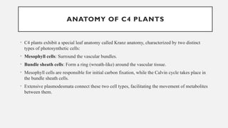C4 Plants and CAM Pathways in the Plants | PPTX