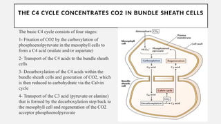 C4 Plants and CAM Pathways in the Plants | PPTX