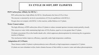 C4 Plants and CAM Pathways in the Plants | PPTX
