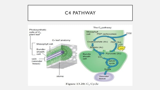 C4 Plants and CAM Pathways in the Plants | PPTX