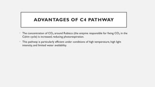 C4 Plants and CAM Pathways in the Plants | PPTX