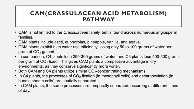 C4 Plants and CAM Pathways in the Plants | PPT