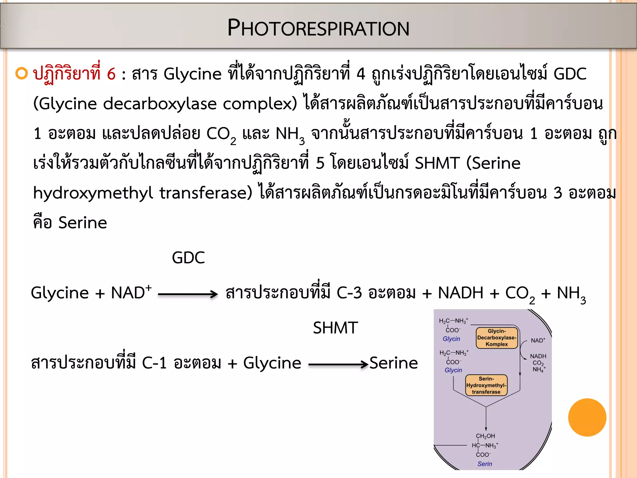 การหายใจแสง พืช C4 พืช cam (t) | PDF