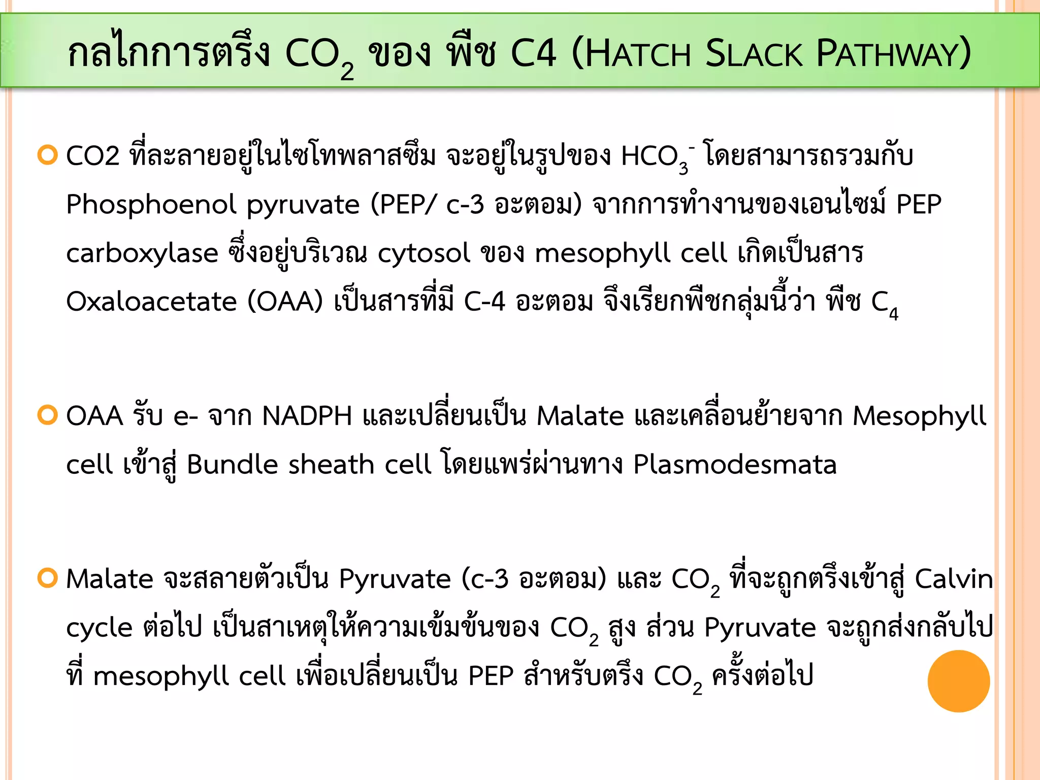 การหายใจแสง พืช C4 พืช cam (t) | PDF