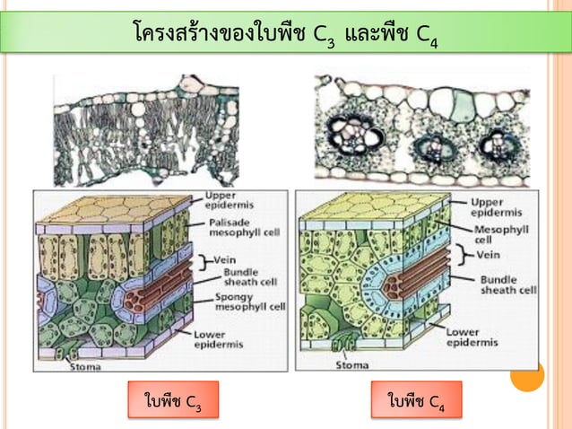 การหายใจแสง พืช C4 พืช cam (t) | PDF