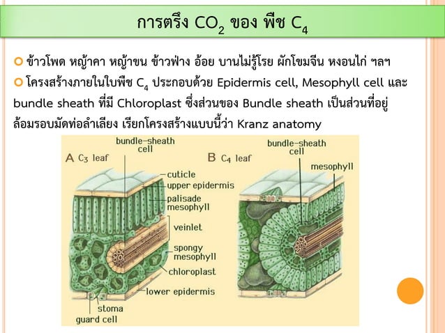 การหายใจแสง พืช C4 พืช cam (t) | PDF