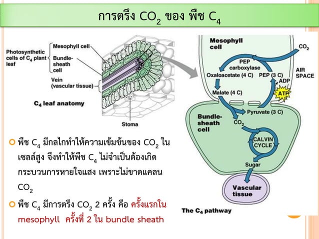 การหายใจแสง พืช C4 พืช cam (t) | PDF