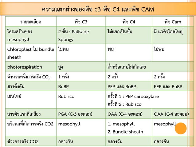 การหายใจแสง พืช C4 พืช cam (t) | PDF
