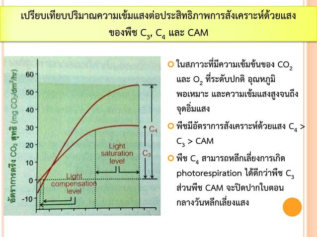 การหายใจแสง พืช C4 พืช cam (t) | PDF