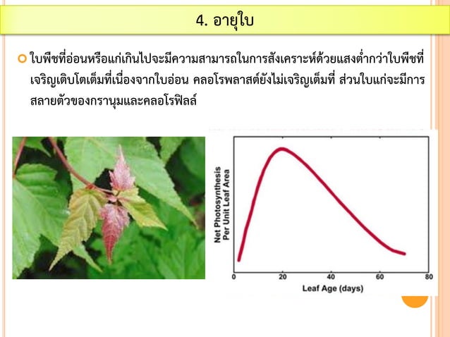 การหายใจแสง พืช C4 พืช cam (t) | PDF
