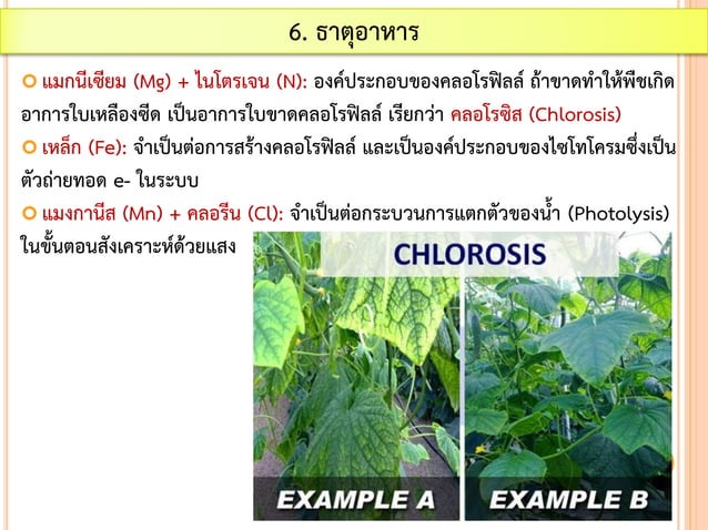 การหายใจแสง พืช C4 พืช cam (t) | PDF