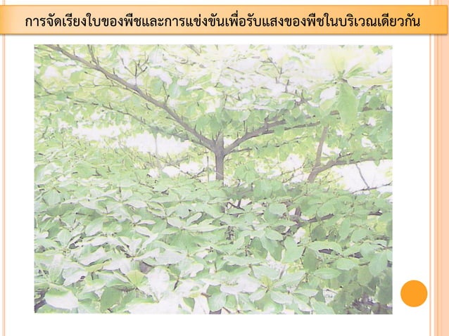 การหายใจแสง พืช C4 พืช cam (t) | PDF