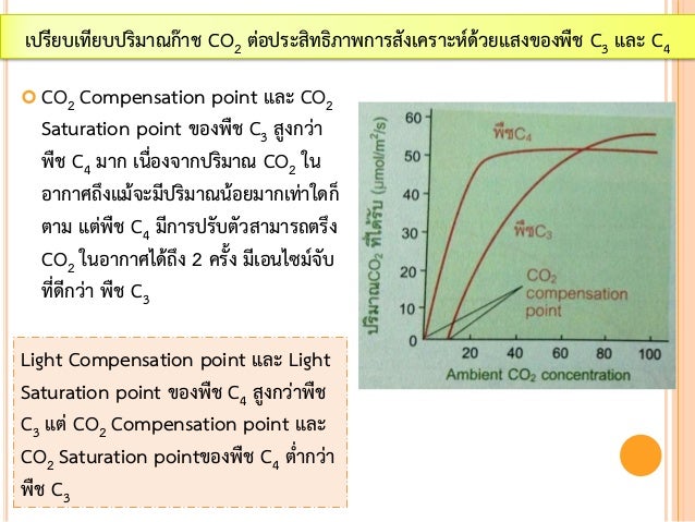 การหายใจแสง พืช C4 พืช cam (t)
