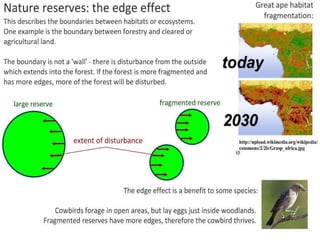 C4 conservation of biodiversity | PPTX | Geography | Science