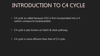 C4 cycle.. | PPTX
