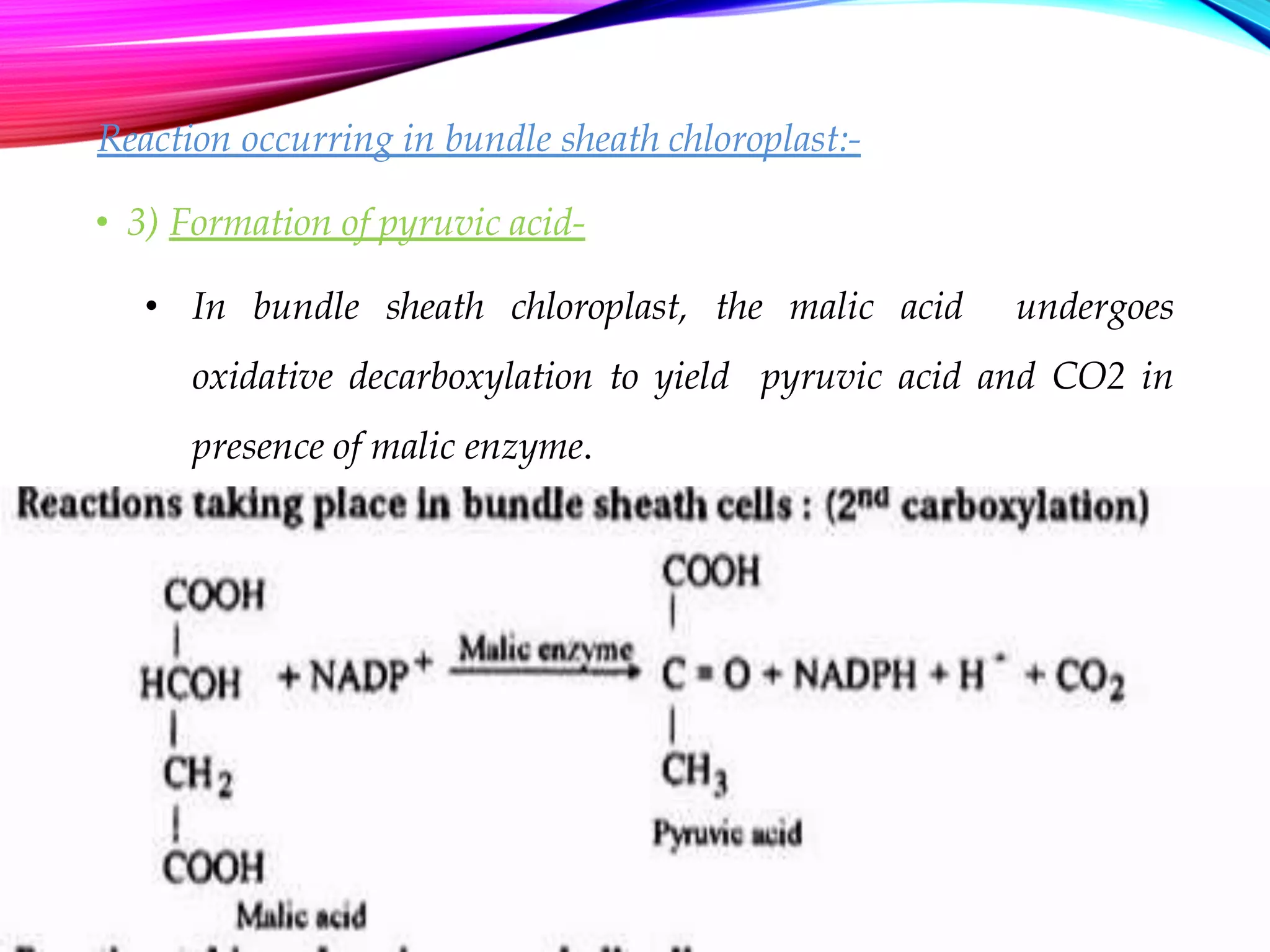 C4 Pathway | PDF