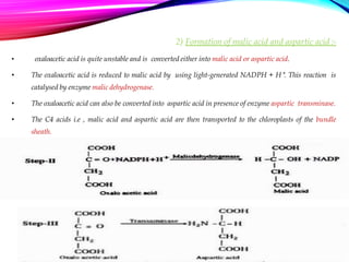 C4 Pathway | PDF