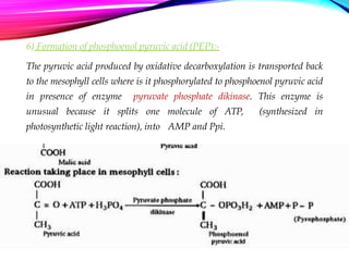 C4 Pathway | PDF