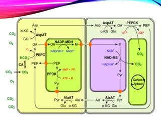 C4 Pathway | PDF