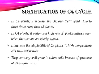 C4 Pathway | PDF