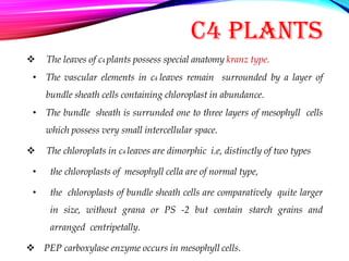 C4 Pathway | PDF