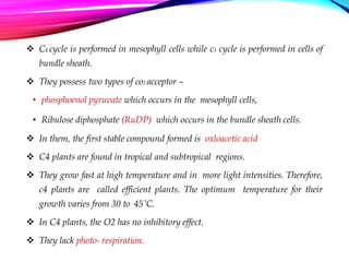 C4 Pathway | PDF