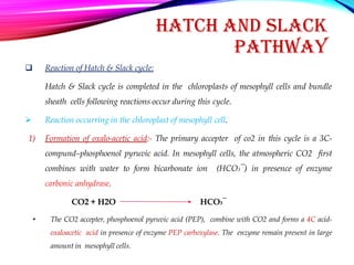 C4 Pathway | PDF