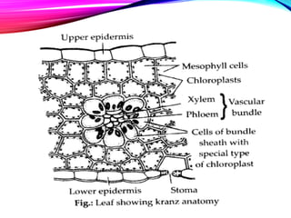 Kranz Anatomy Diagram