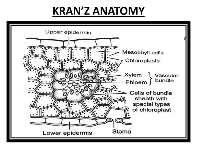 C4 CYCLE.pptx | Biological Sciences | Science