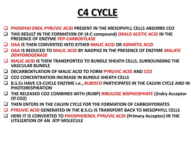 C4 CYCLE.pptx | Biological Sciences | Science