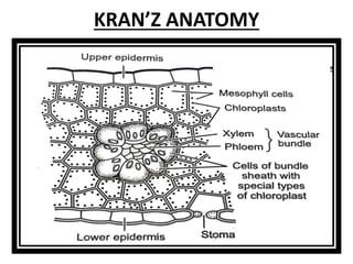 Kranz Anatomy Diagram