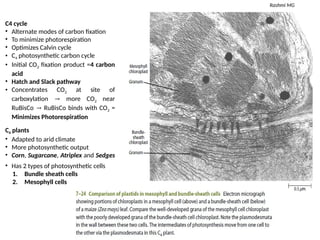 C4 cycle in plants (Hatch and Slack Pathway).pptx