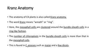C4 (dicarboxylic acid) pathway | PPT