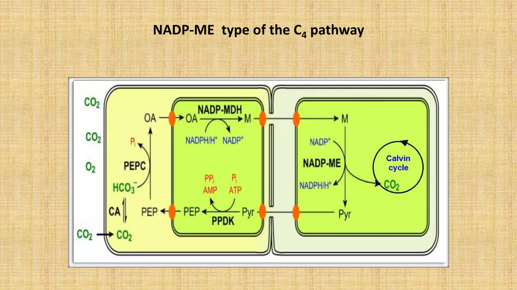 C4 pathway or Hatch and Slack pathway | PPTX