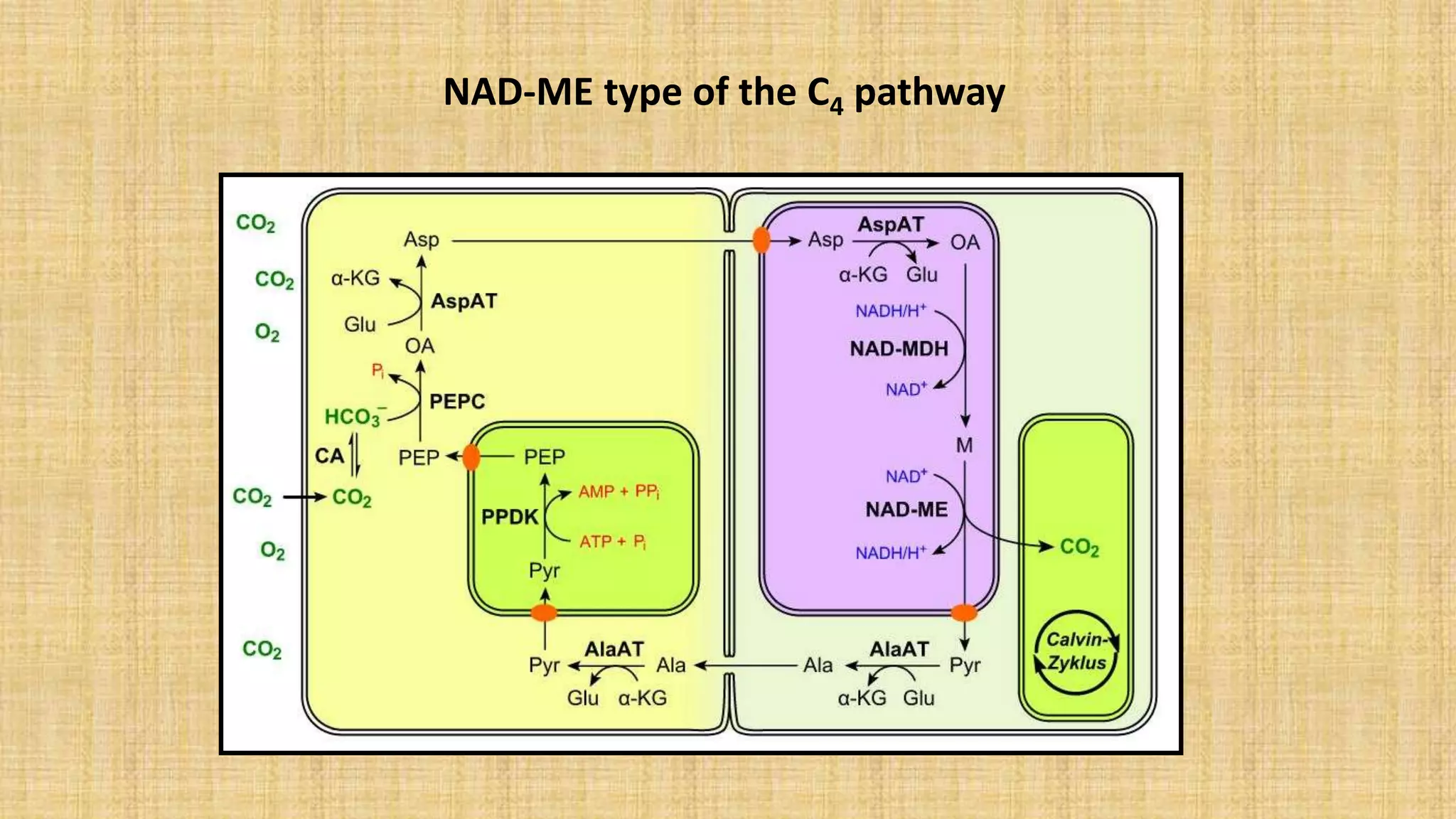 C4 pathway or Hatch and Slack pathway | PPTX