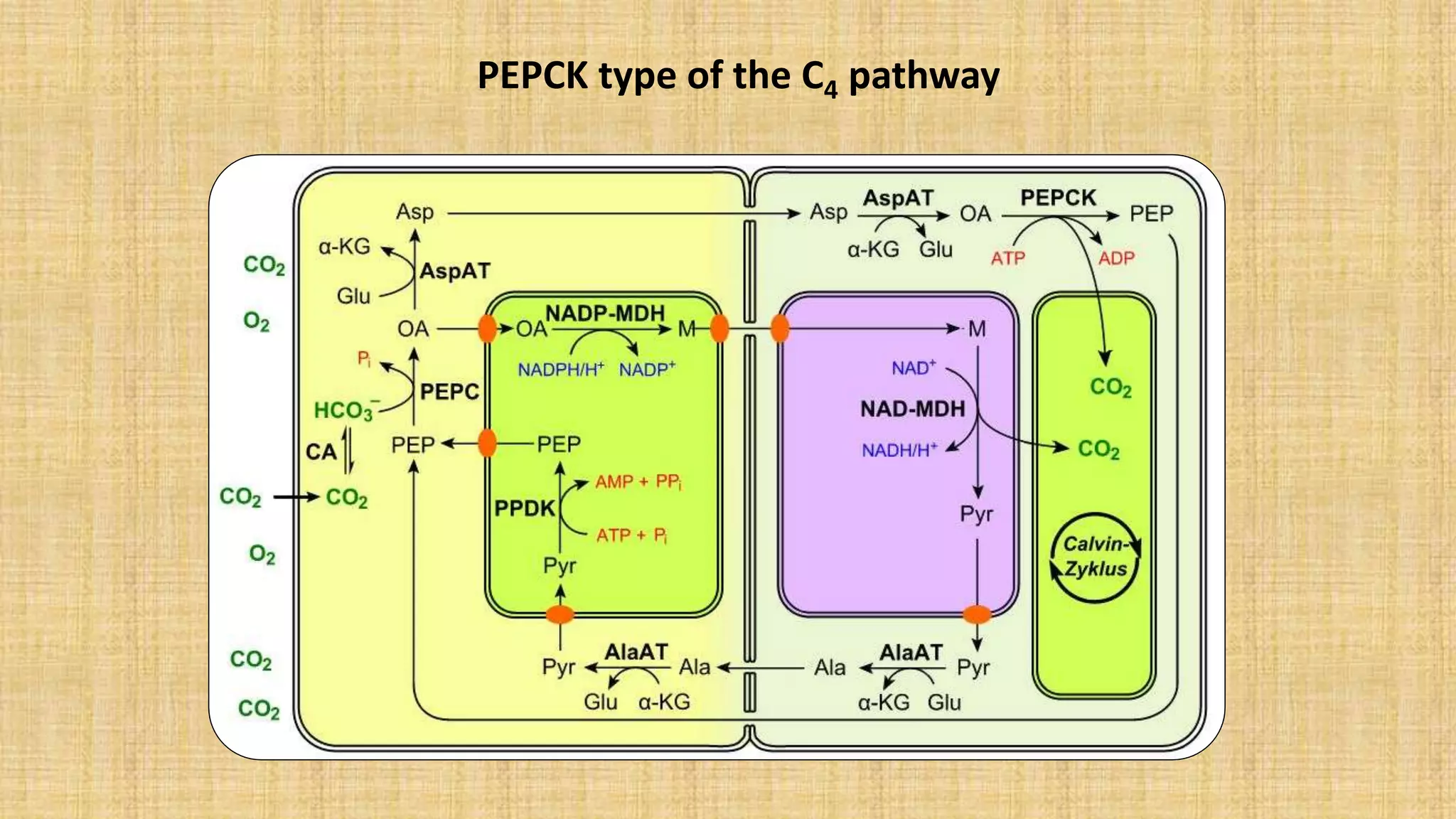 C4 pathway or Hatch and Slack pathway | PPTX
