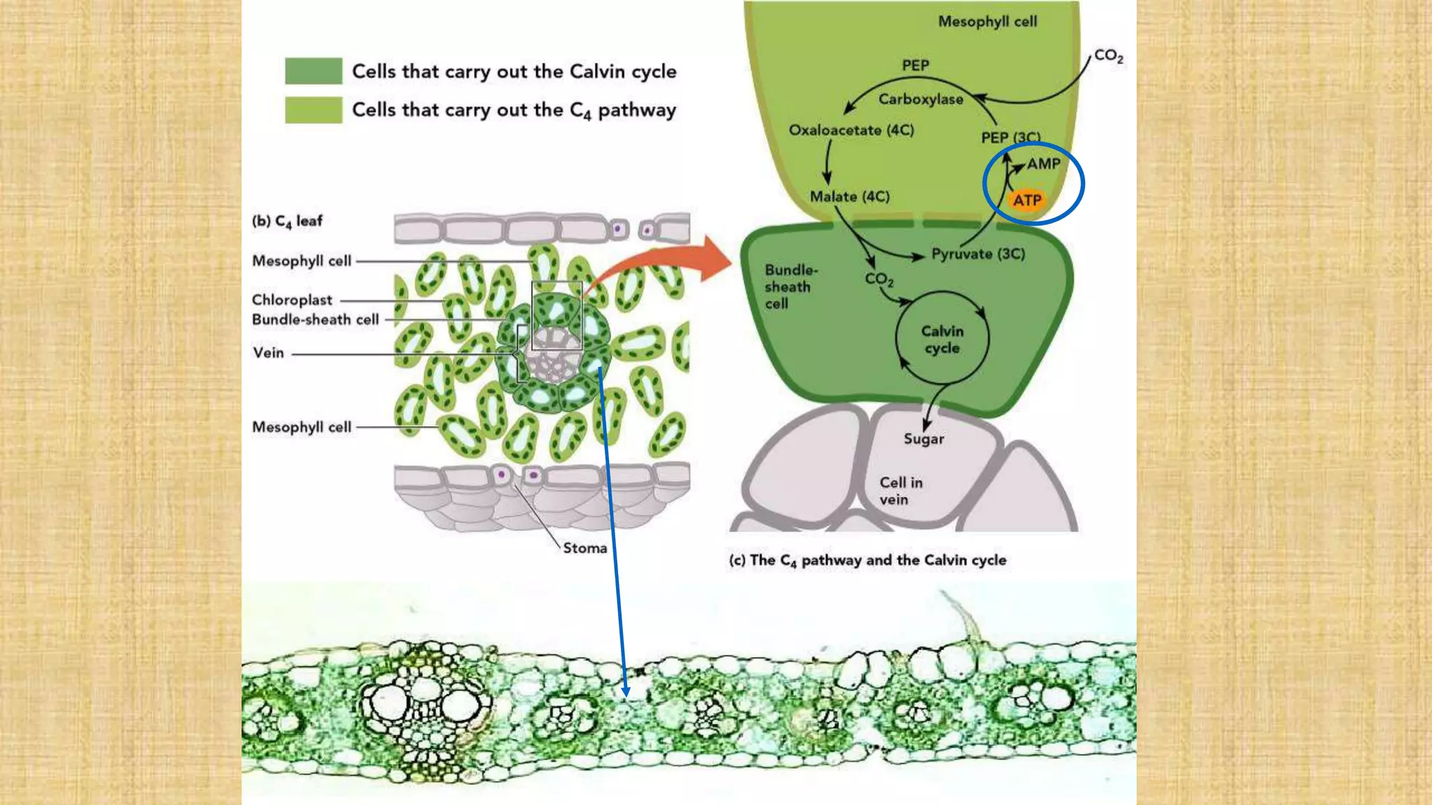 C4 pathway or Hatch and Slack pathway | PPTX