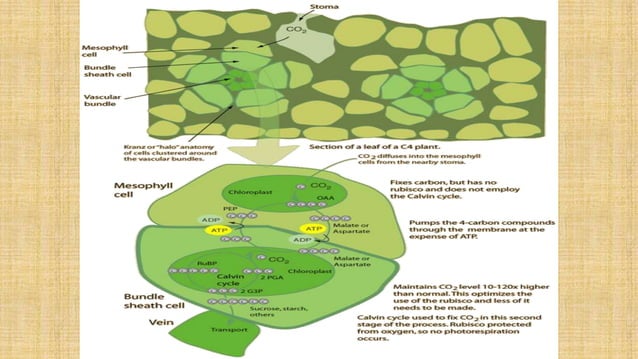 C4 pathway or Hatch and Slack pathway | PPTX | Biological Sciences ...