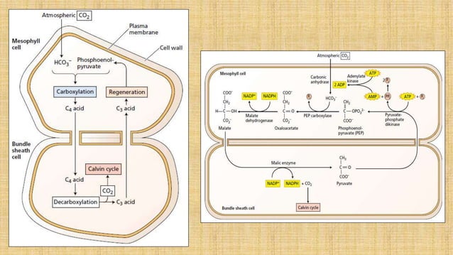 C4 pathway or Hatch and Slack pathway | PPTX | Biological Sciences ...
