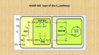 C4 pathway or Hatch and Slack pathway | PPTX | Biological Sciences ...