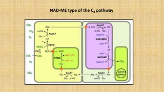 C4 pathway or Hatch and Slack pathway | PPTX
