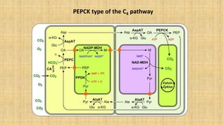 C4 pathway or Hatch and Slack pathway | PPTX