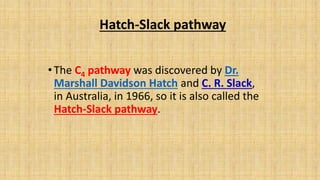 C4 pathway or Hatch and Slack pathway | PPTX