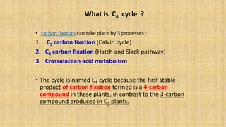 C4 pathway or Hatch and Slack pathway | PPTX | Biological Sciences ...