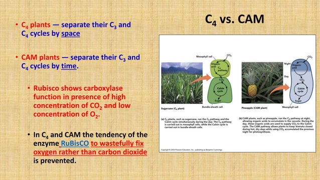 C4 pathway or Hatch and Slack pathway | PPTX | Biological Sciences ...