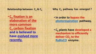 C4 pathway or Hatch and Slack pathway | PPTX