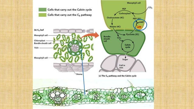 C4 pathway or Hatch and Slack pathway | PPTX | Biological Sciences ...
