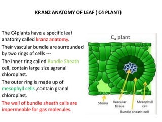 C4 pathway | PPTX | Biological Sciences | Science